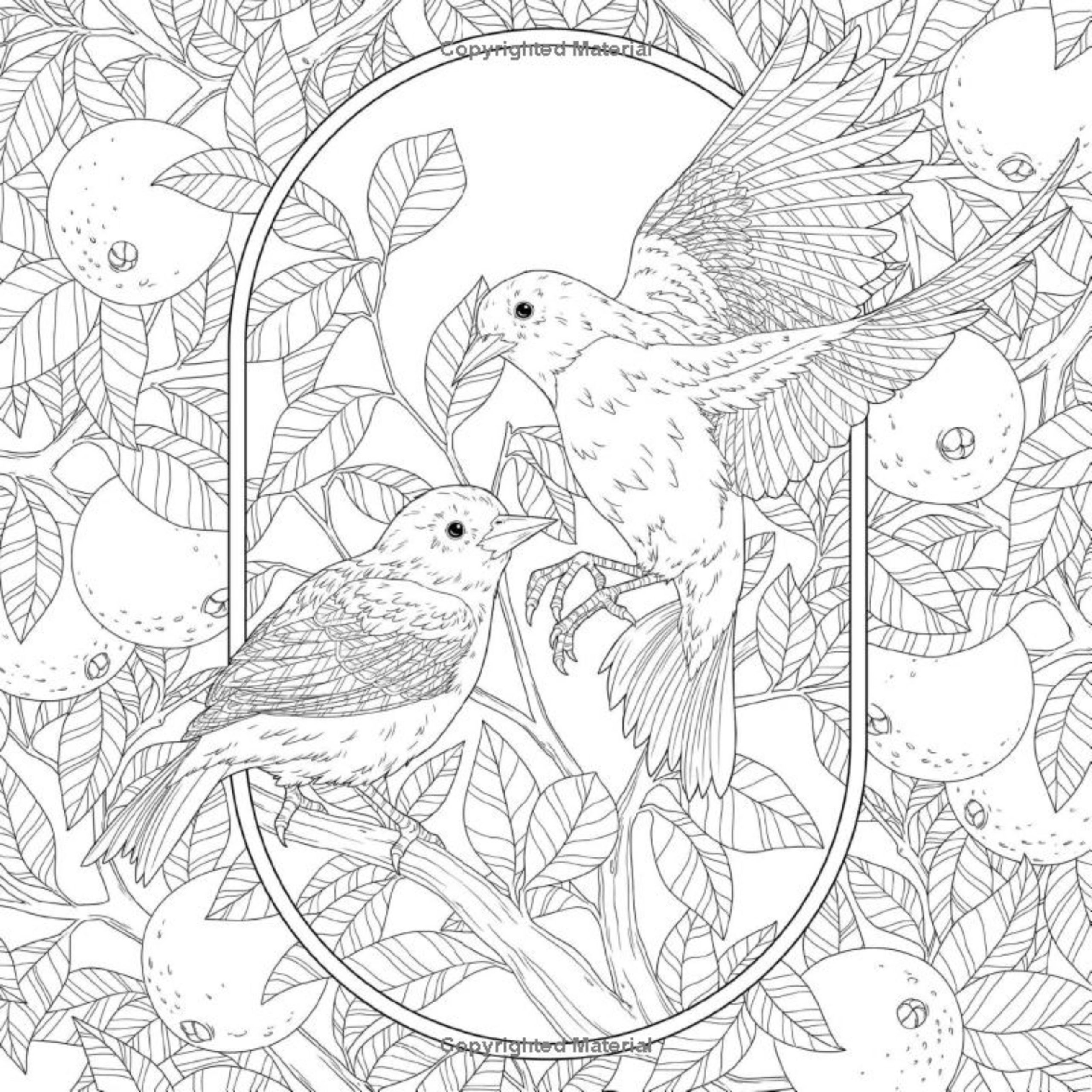 Birds: A smithsonian coloring book - רוצ'ניק